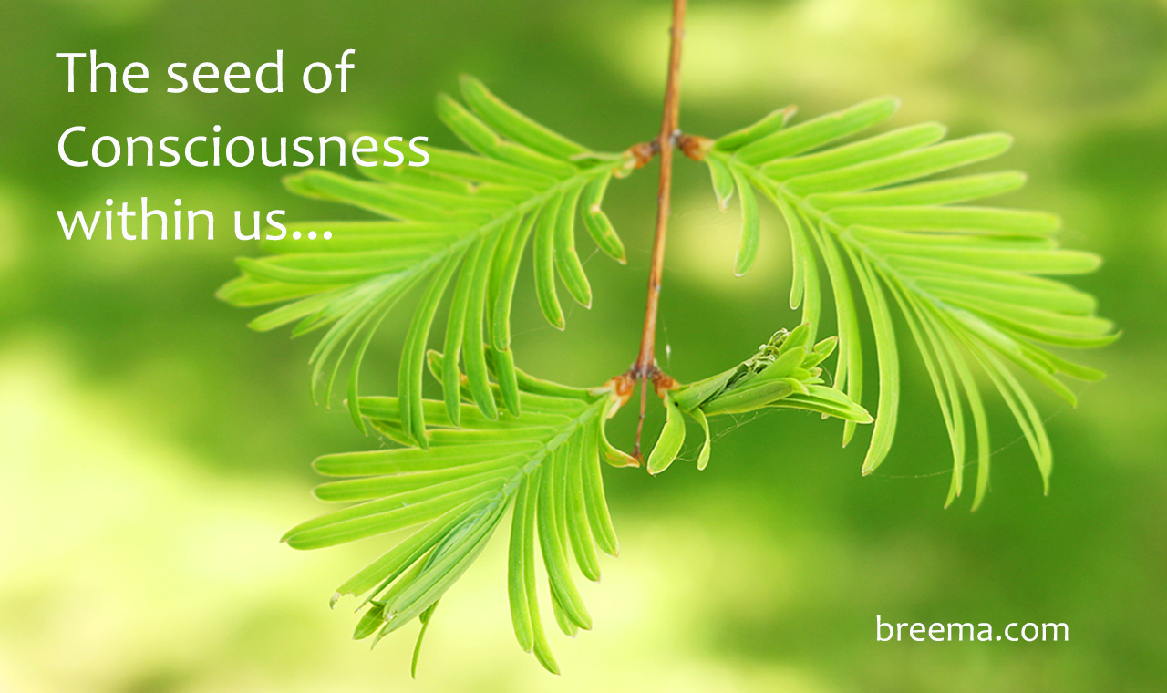 Essence of Breema: 28 July, 2020 | The Breema Center